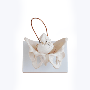 BIRTH DEMONSTRATION MODEL – Kal Sim-Ed