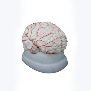 BRAIN WITH ARTERIES – Kal Sim-Ed