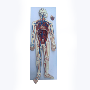 CIRCULATORY SYSTEM – Kal Sim-Ed