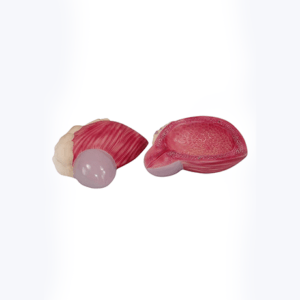 EXPANSION MODEL OF URINARY BLADDER – Kal Sim-Ed