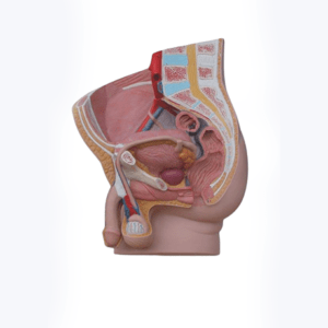 HUMAN MALE PELVIS SECTION 2 PARTS – Kal Sim-Ed