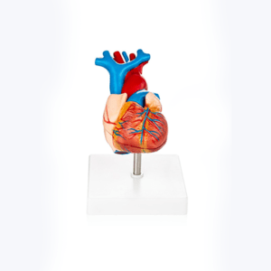LIFE SIZE HEART MODEL – Kal Sim-Ed
