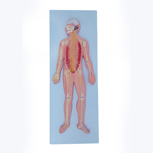 NERVOUS SYSTEM – Kal Sim-Ed